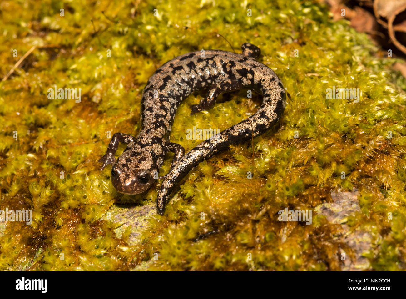 Weller's salamander hi-res stock photography and images - Alamy