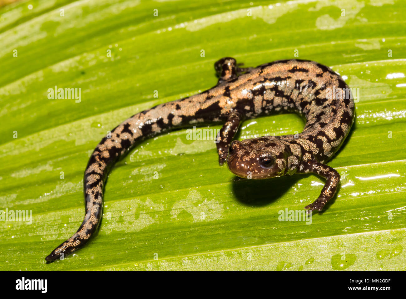 Weller's Salamander (Plethodon welleri Stock Photo - Alamy