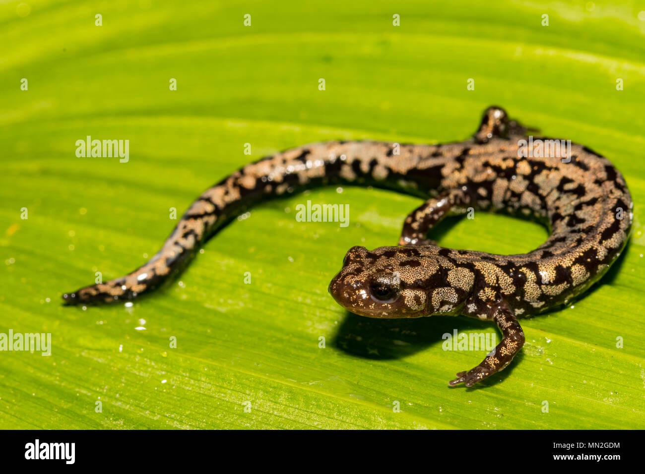Weller's salamander hi-res stock photography and images - Alamy