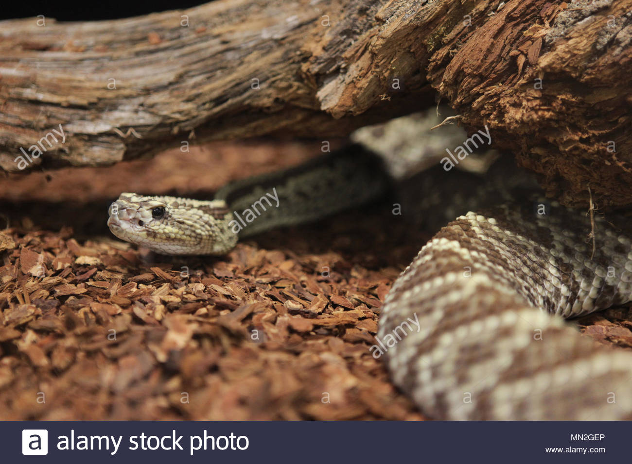 Rattlesnake Crotalus Durissus High Resolution Stock Photography and ...