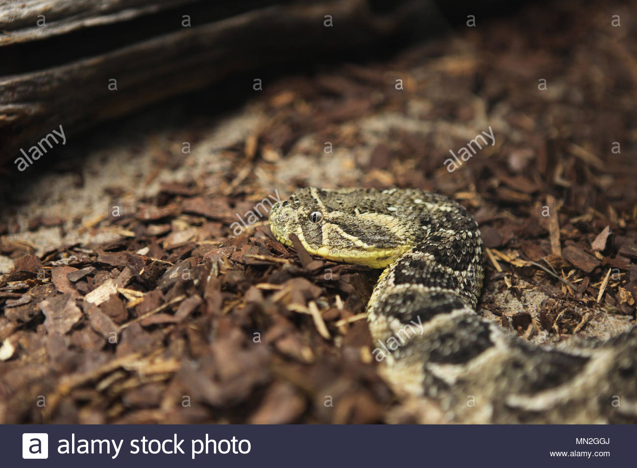 African Adders High Resolution Stock Photography and Images - Alamy