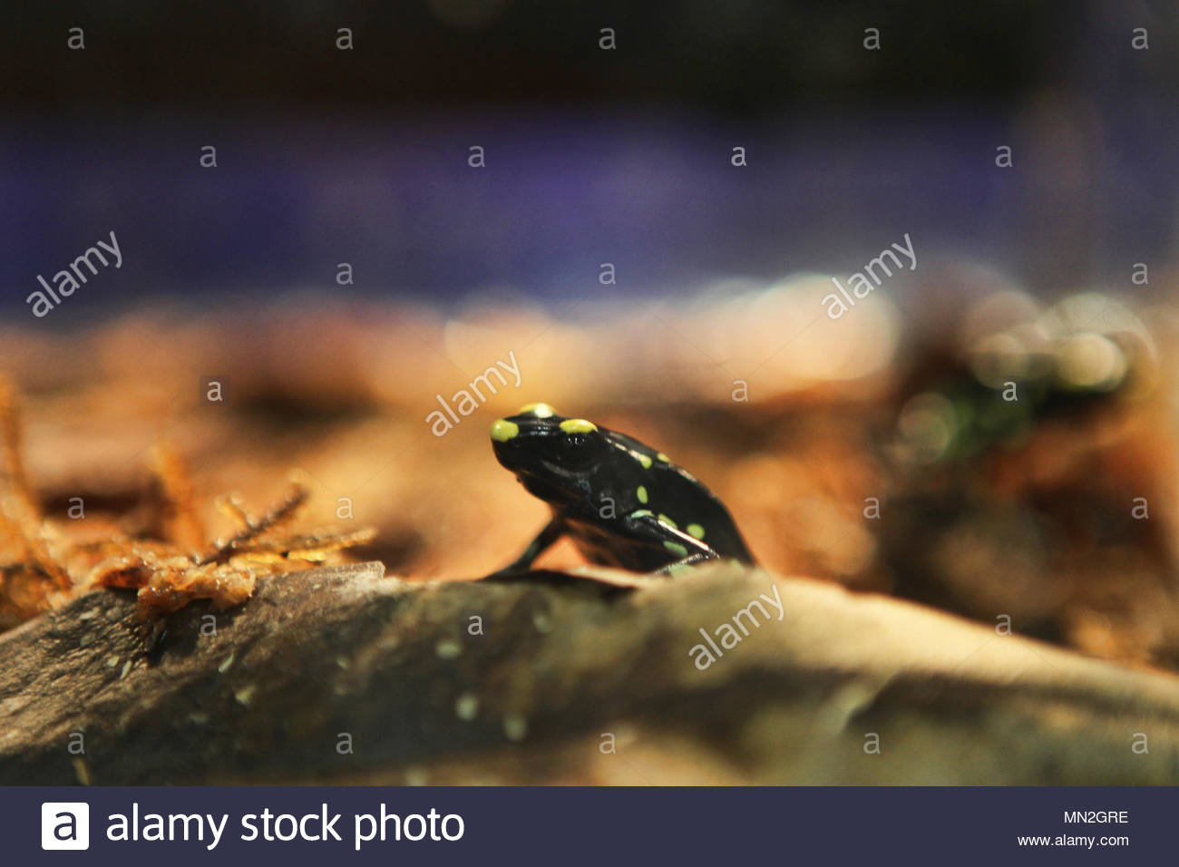 Tinctoris High Resolution Stock Photography and Images - Alamy