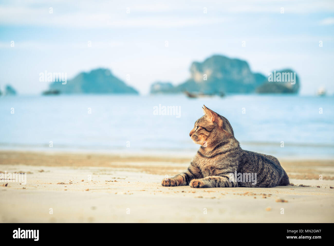 cute cat relaxing on railay beach in Krabi , Thailand Stock Photo - Alamy