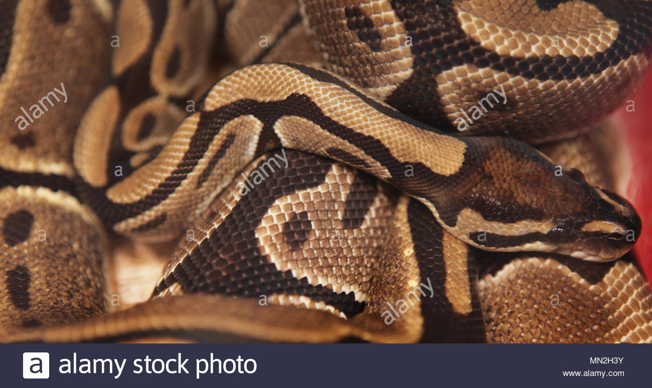 Reptile Breeders Expo High Resolution Stock Photography and Images - Alamy