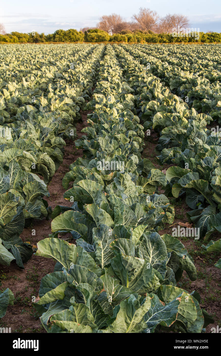 Cabbages in a plantation Stock Photo - Alamy