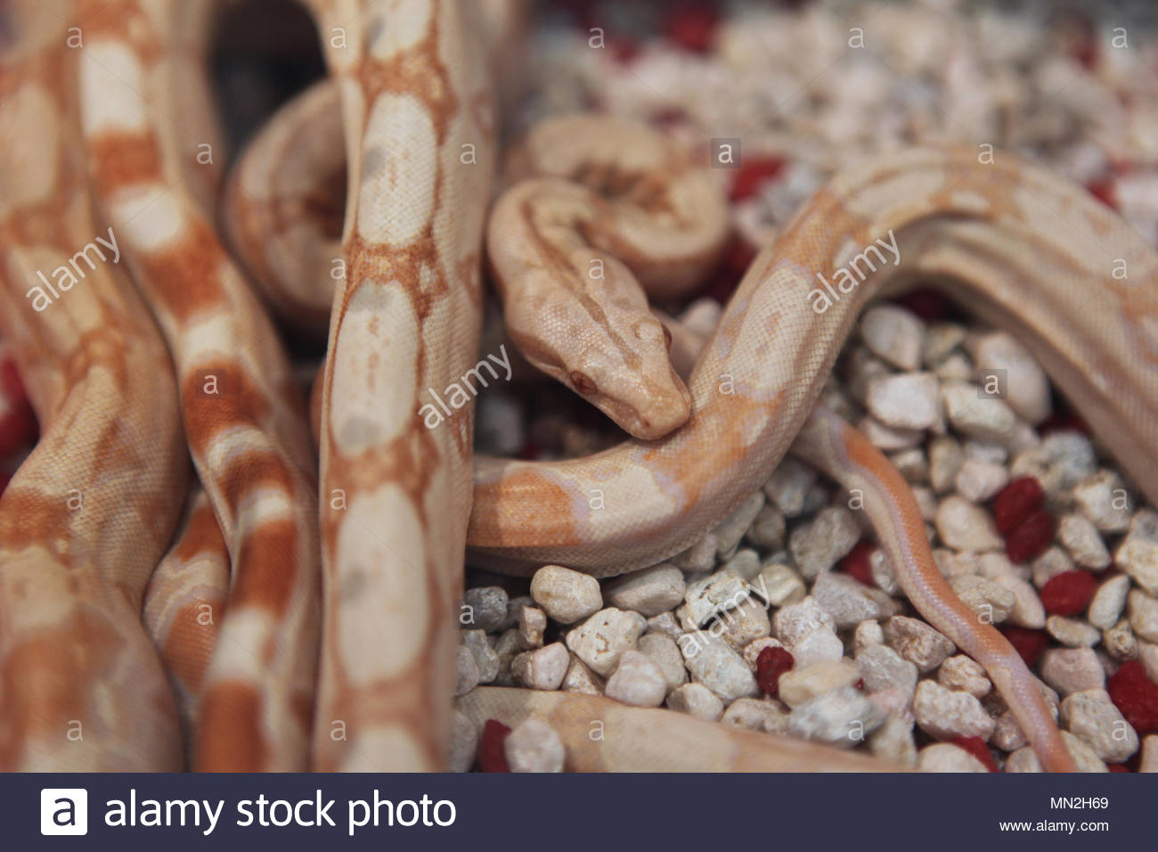 Reptile Breeders Expo High Resolution Stock Photography and Images - Alamy