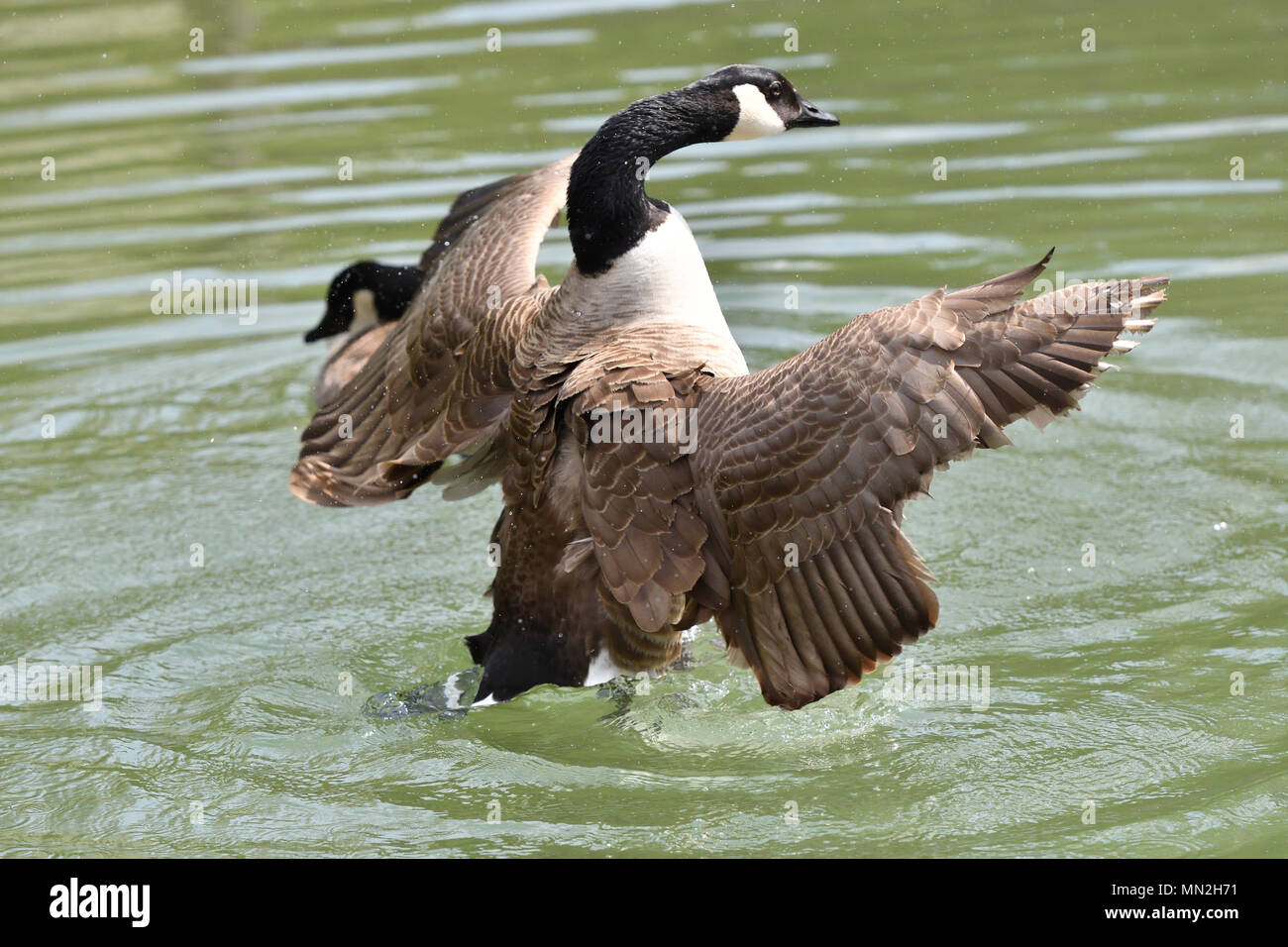 Swimming bean goose hi-res stock photography and images - Alamy