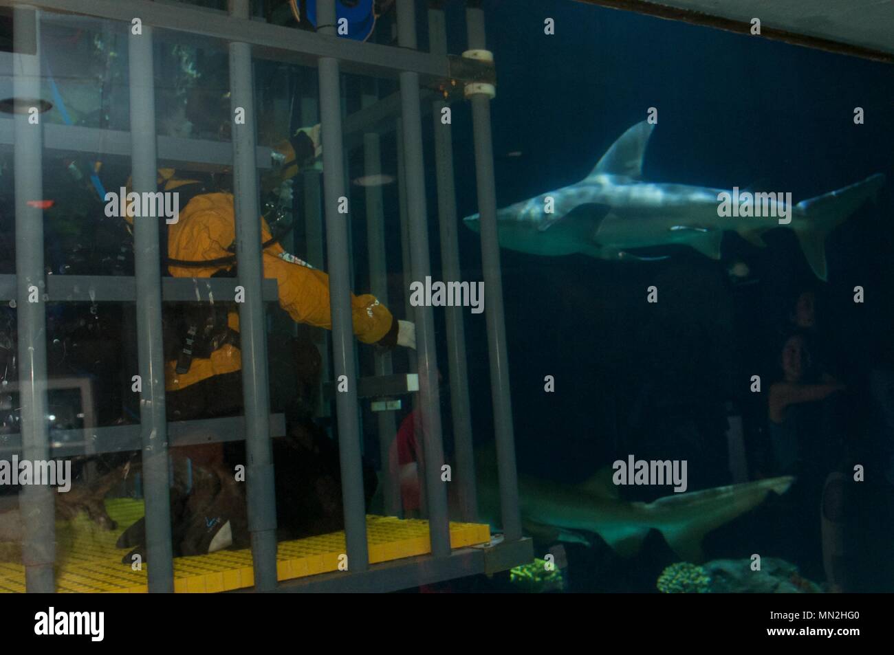 Point defiance sharks hi-res stock photography and images - Alamy