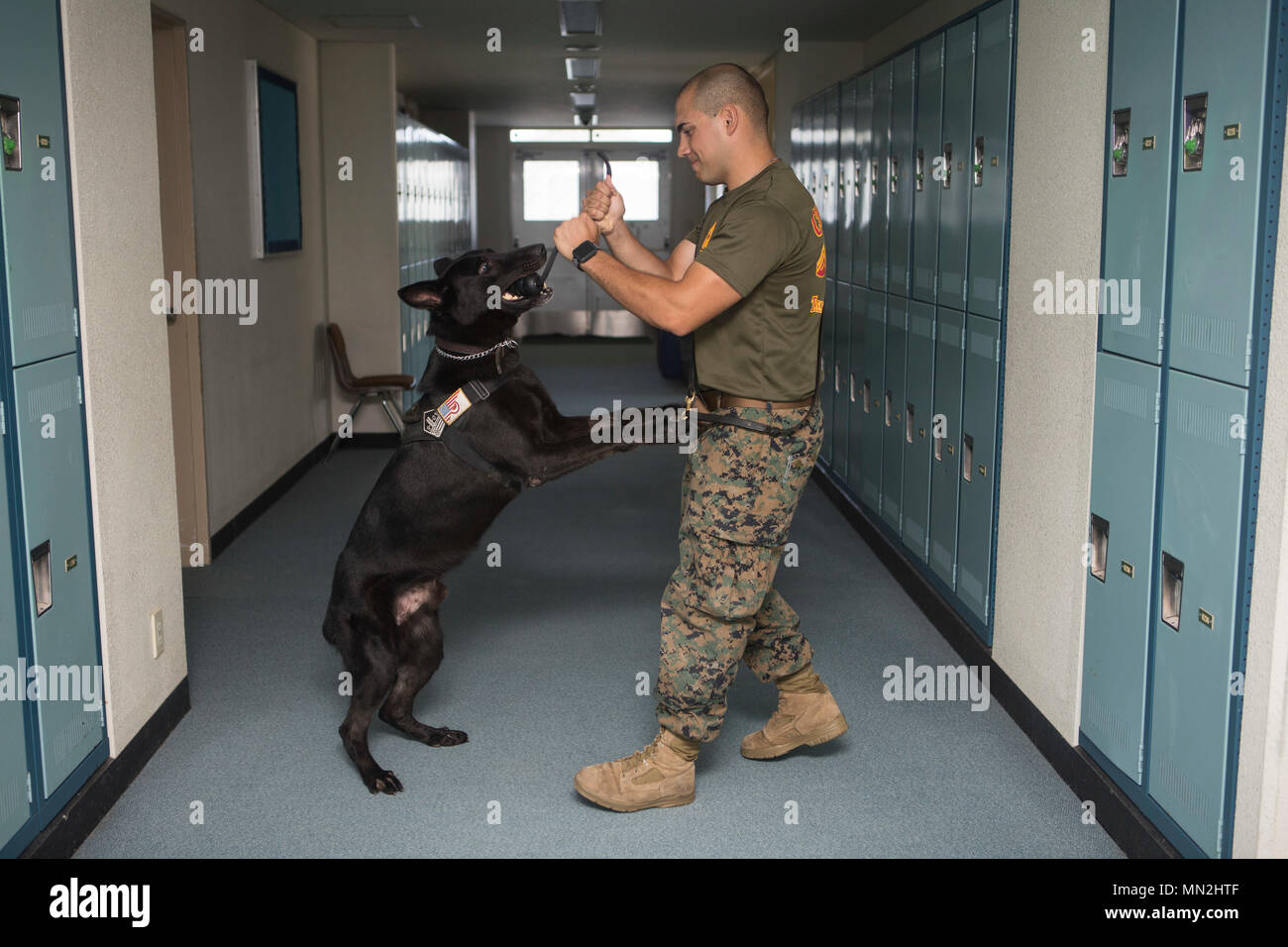 U.S Marines with Provost Marshal’s Office, K-9 unit, conduct training ...