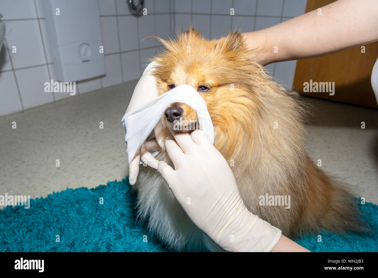 Shaved Sheltie