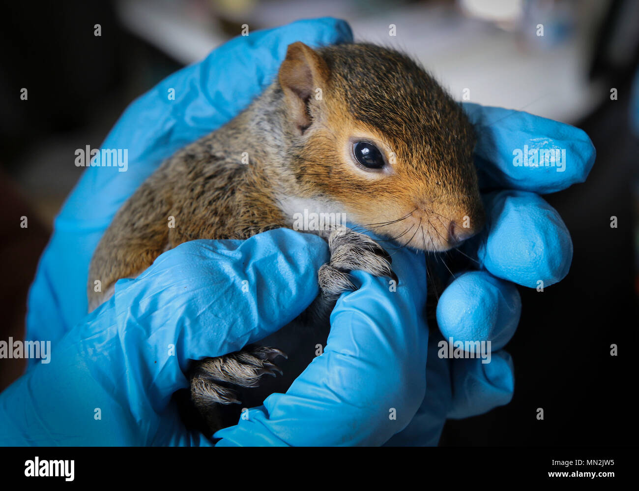 Colleen Layton-Robbins, a wildlife rehabilitator and owner of Frisky's ...