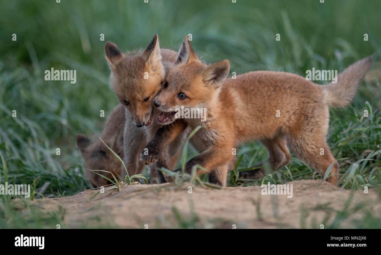 Red Fox Kits Stock Photo - Alamy