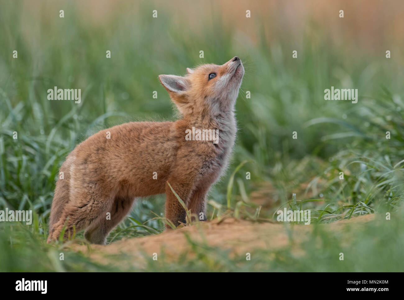 Red Fox Kits Stock Photo - Alamy