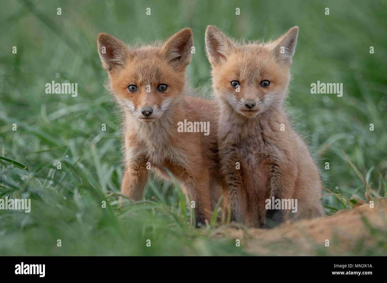 Red Fox Kits Stock Photo - Alamy