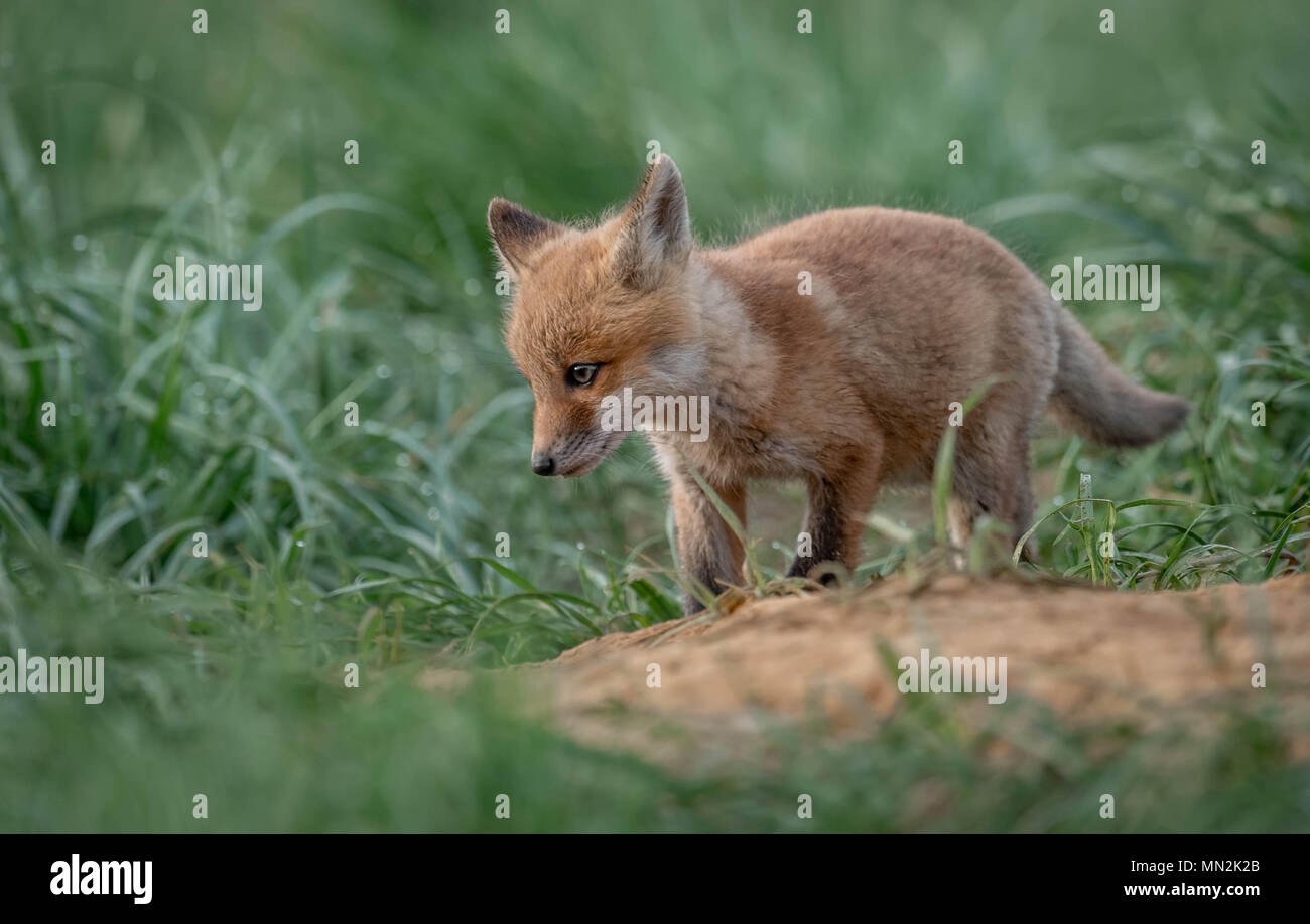 Red Fox Kits Stock Photo - Alamy