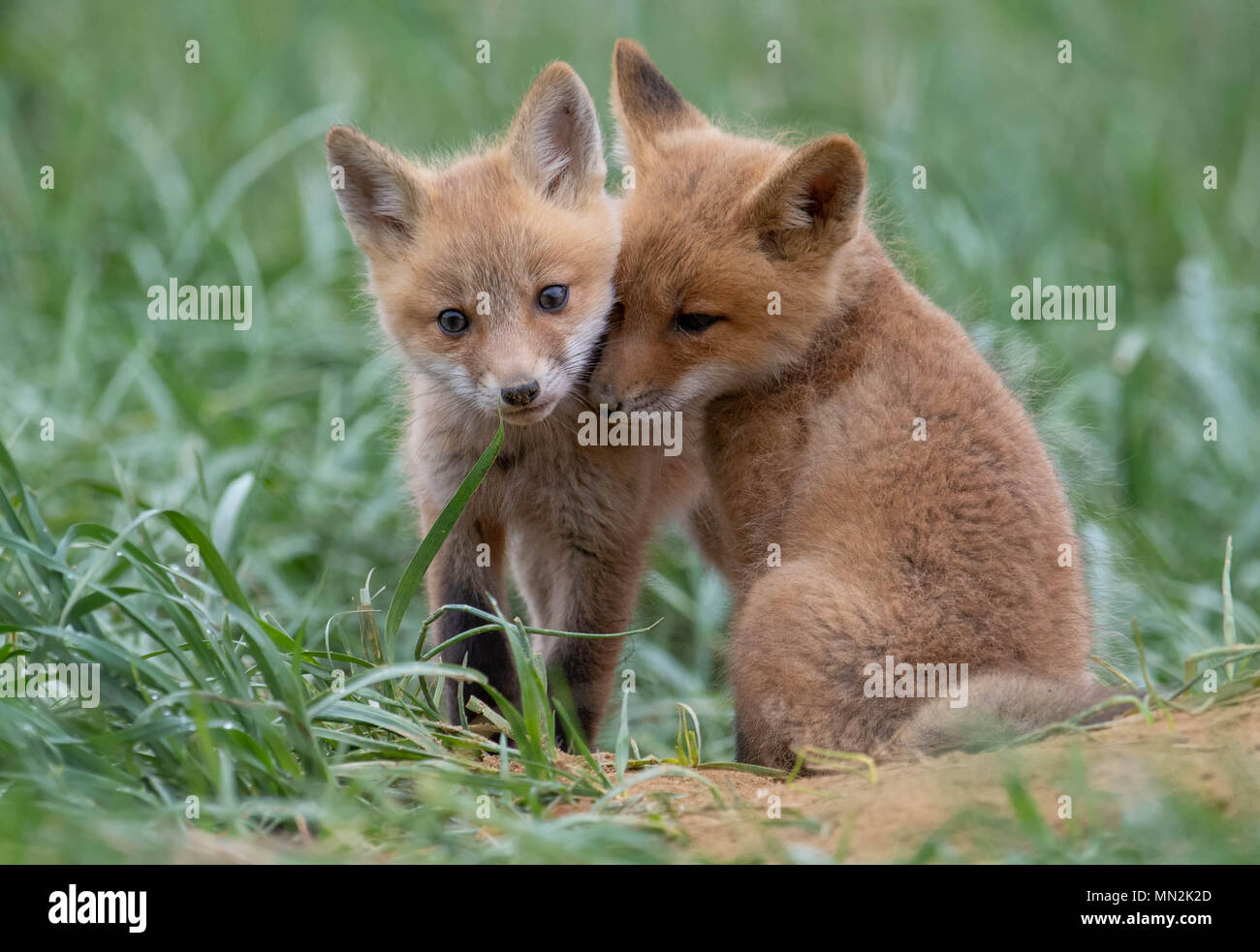 Red Fox Kits Stock Photo - Alamy