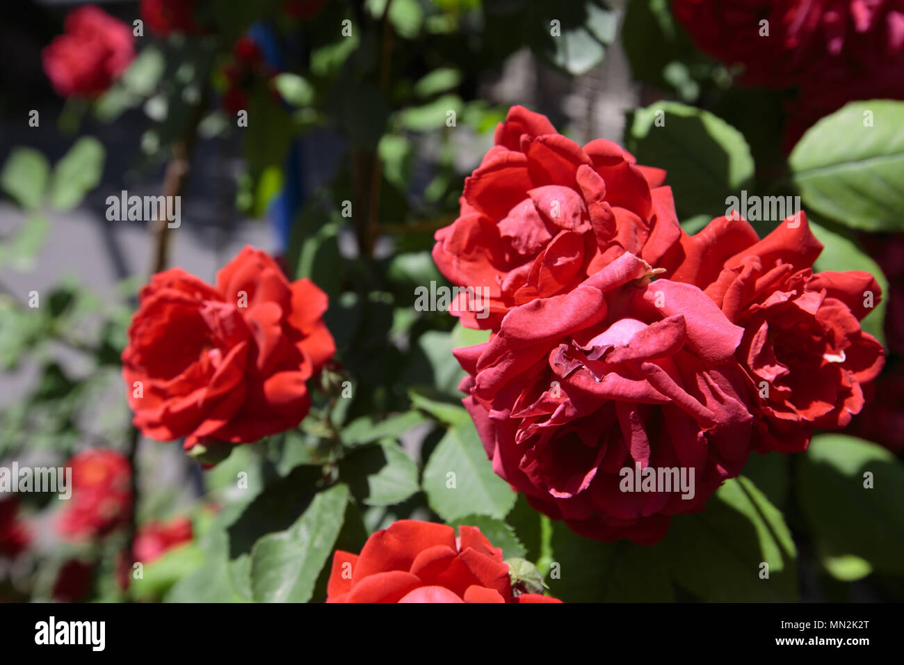 buds of red roses in the garden in the spring Stock Photo - Alamy