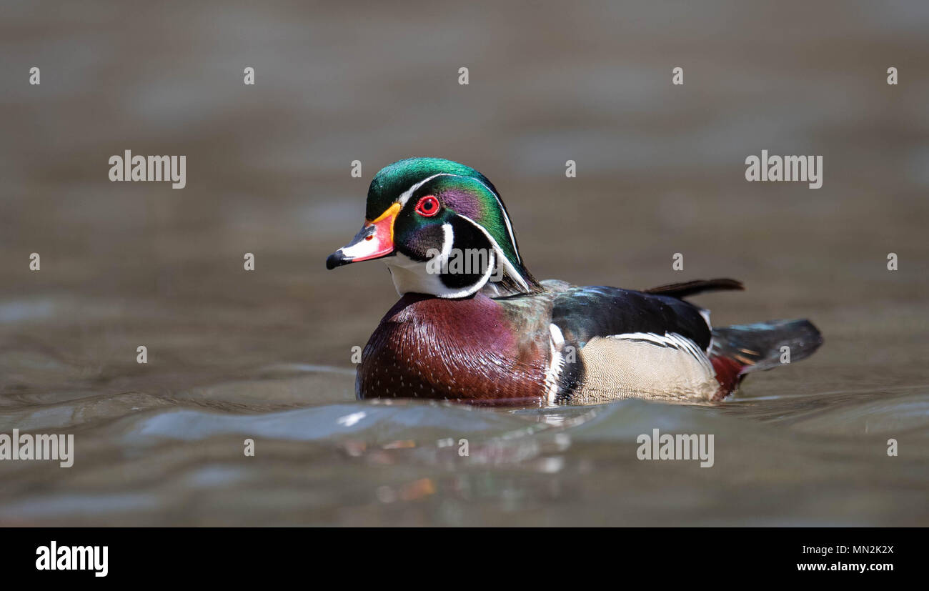 Duck Feet High Resolution Stock Photography and Images - Alamy