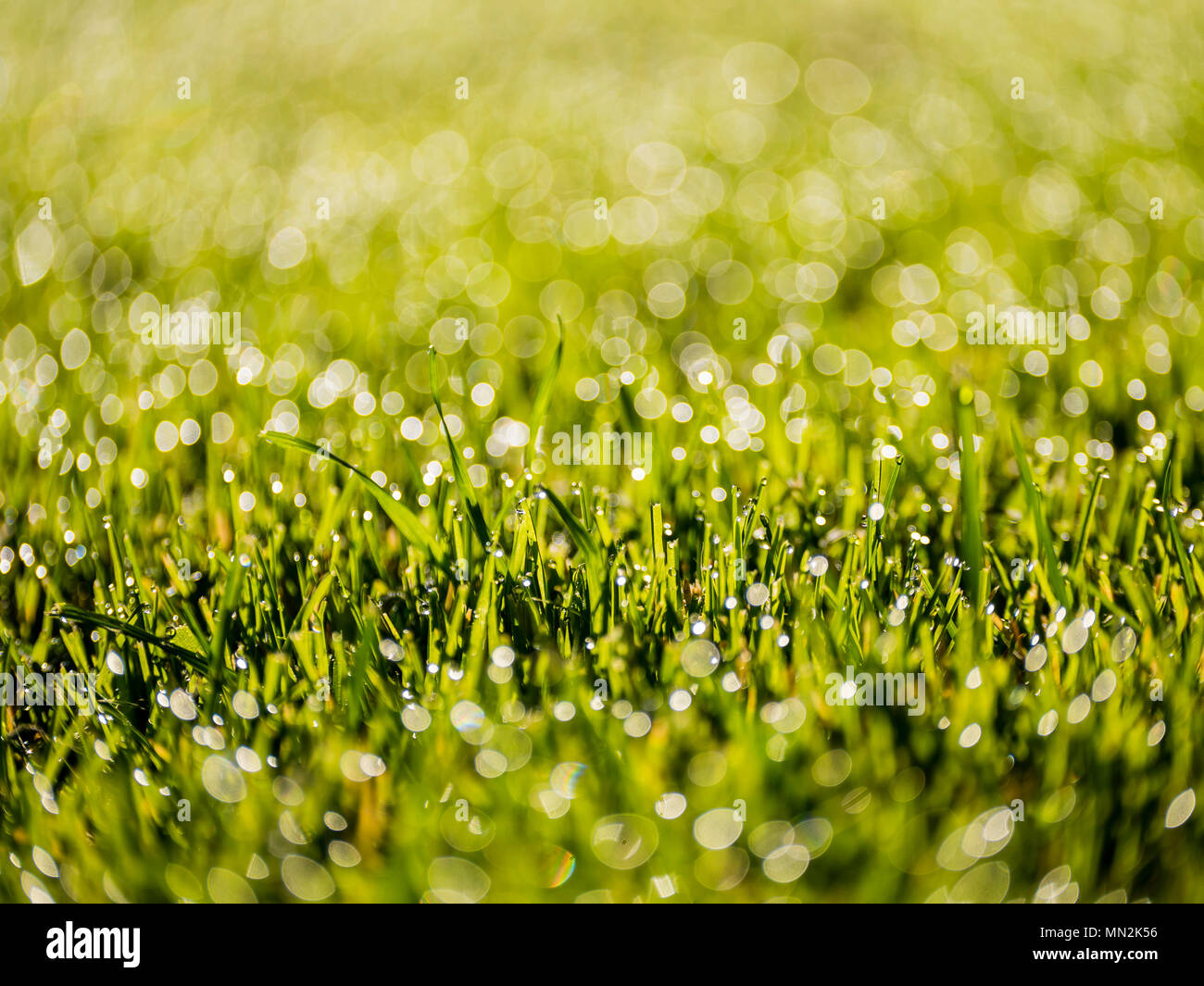 Saw grass hi-res stock photography and images - Alamy