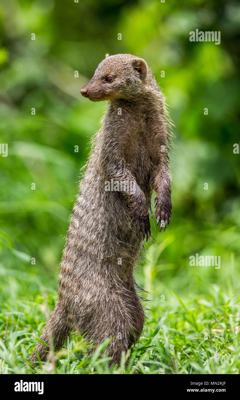 Mongoose is standing on its hind legs in the grass in the Serengeti ...