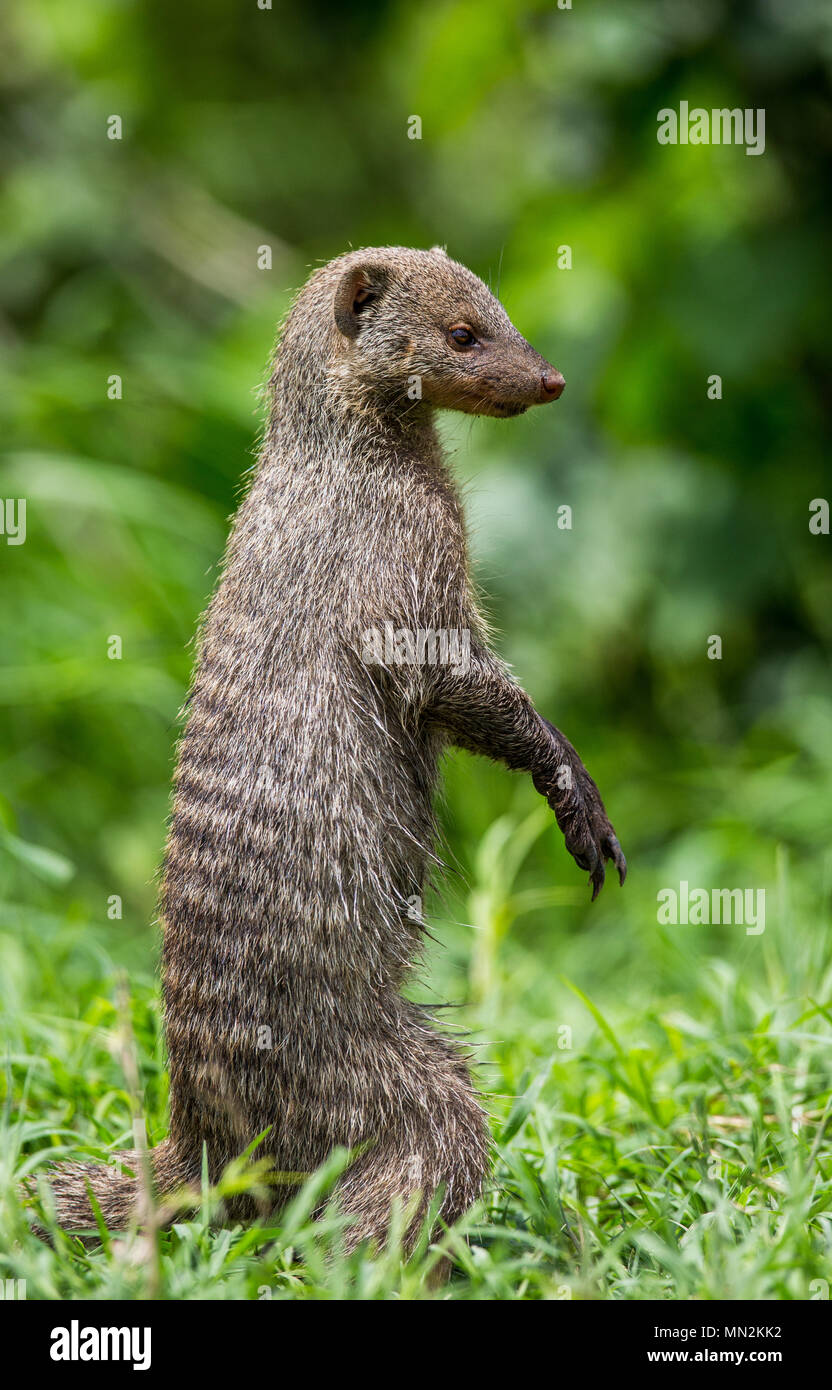 African mongoose hi-res stock photography and images - Alamy