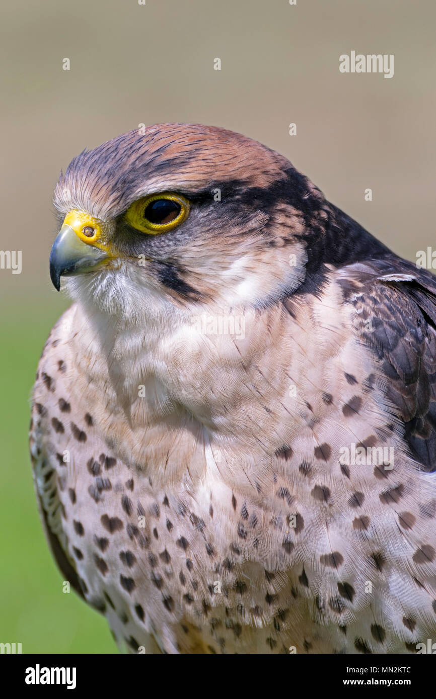 Lanner falcons hi-res stock photography and images - Alamy