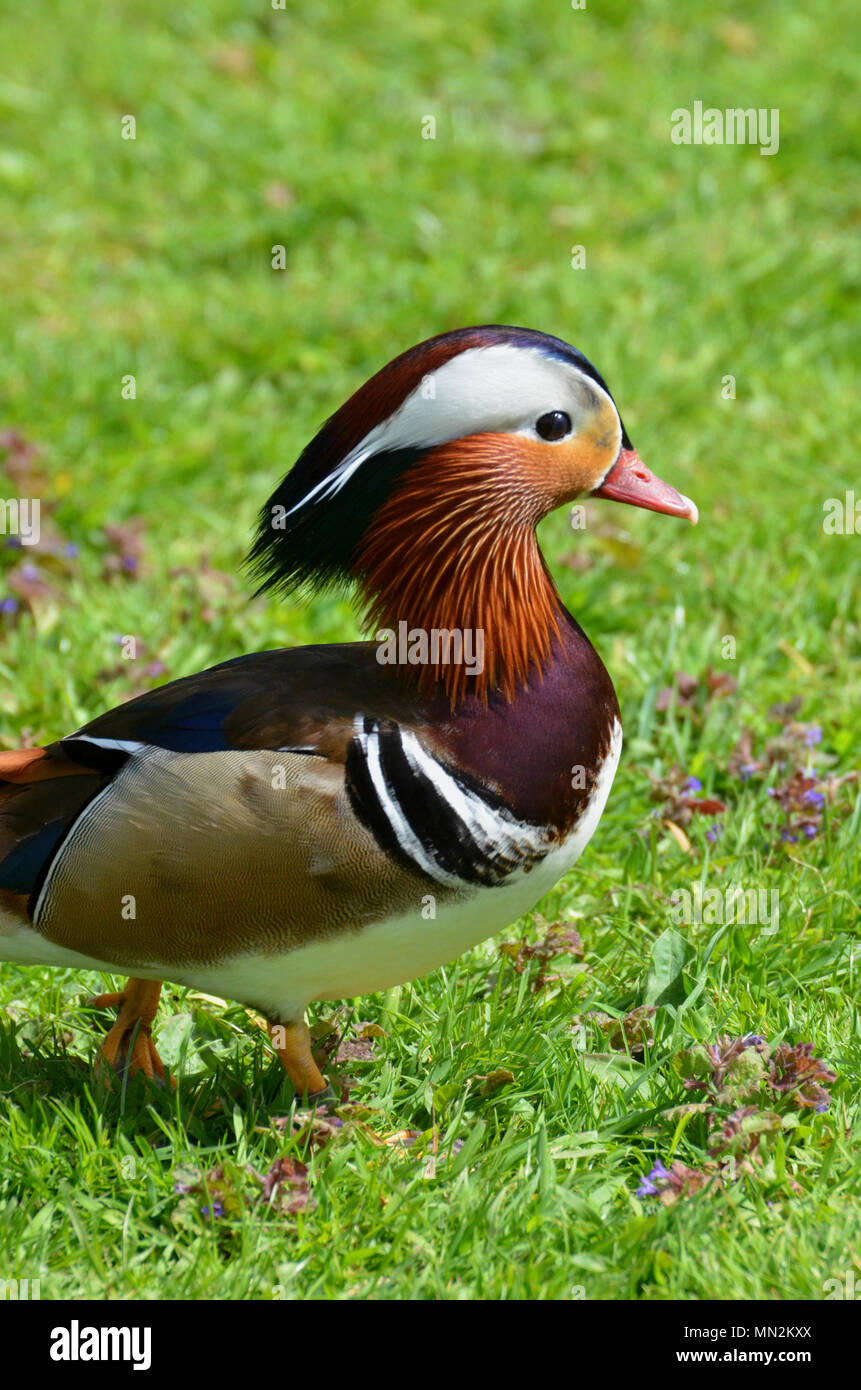 Bright coloured bird hi-res stock photography and images - Alamy