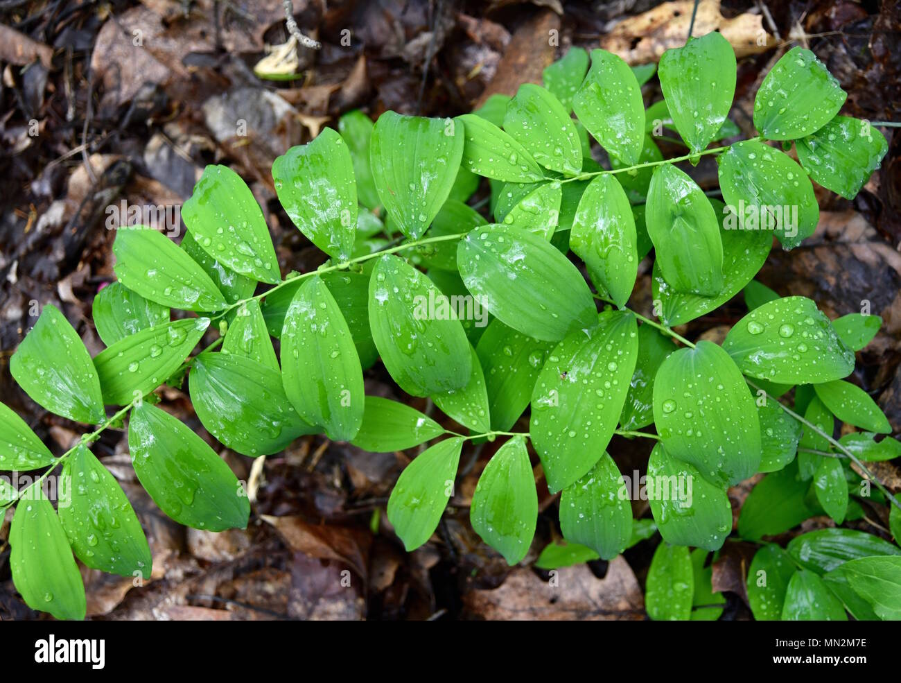Green parallel leaves of several smooth Solomon's seal plants in a ...