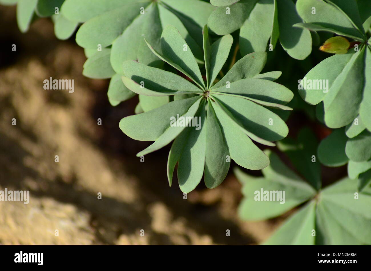 Glaucous green leaves hi-res stock photography and images - Alamy