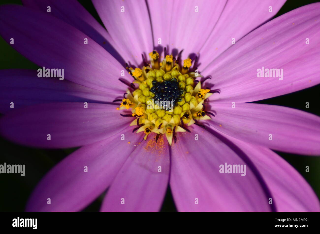Close up Senetti flower, pink brightly coloured flower Stock Photo - Alamy