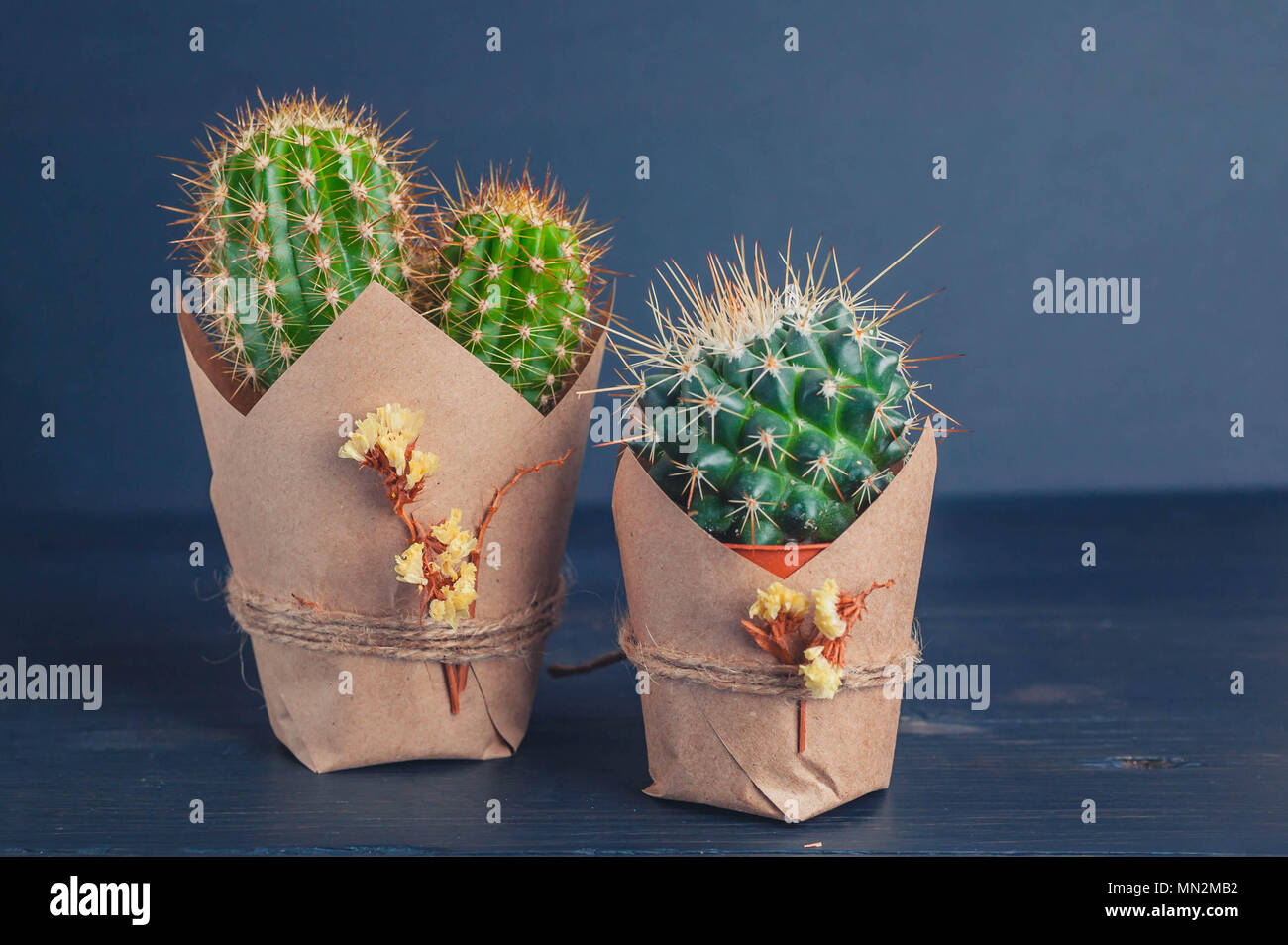 Two cactus on a blue background. Light toning Stock Photo - Alamy