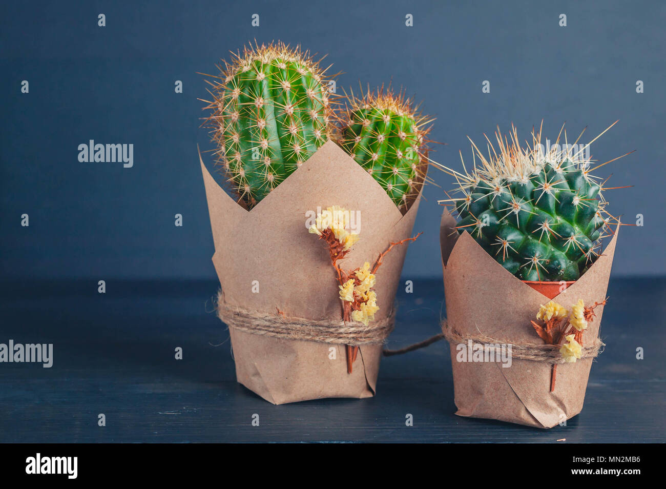 Two cactus on a blue background. Light toning Stock Photo - Alamy