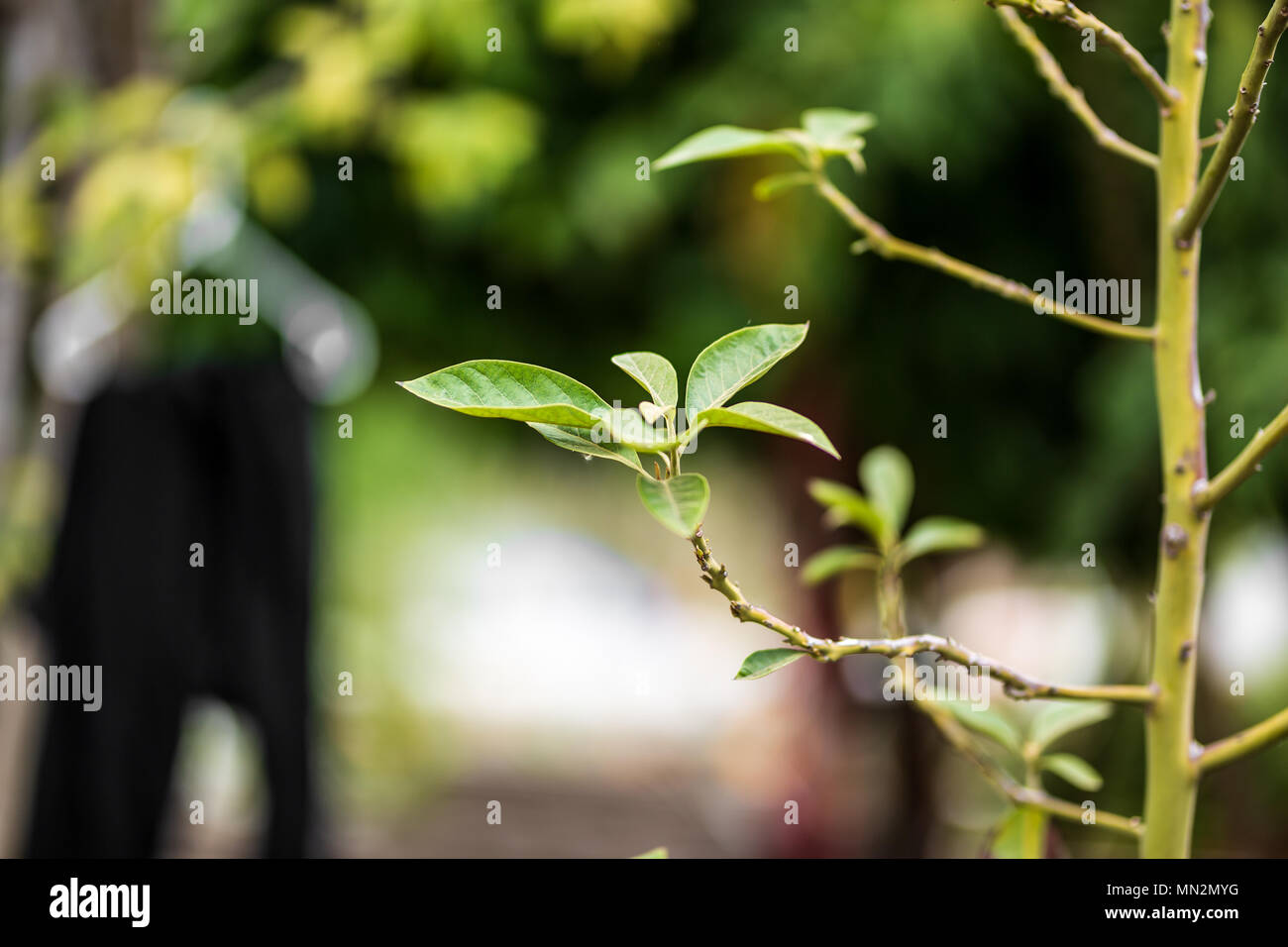 Lonely Green plant with few leaves Stock Photo - Alamy