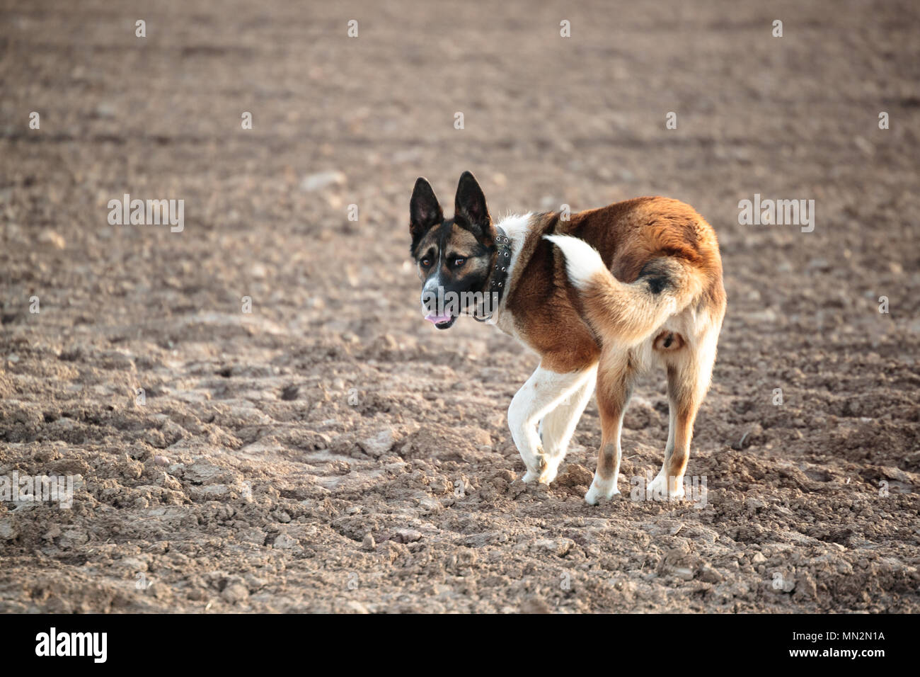 big dog for a walk in the afternoon back view Stock Photo - Alamy