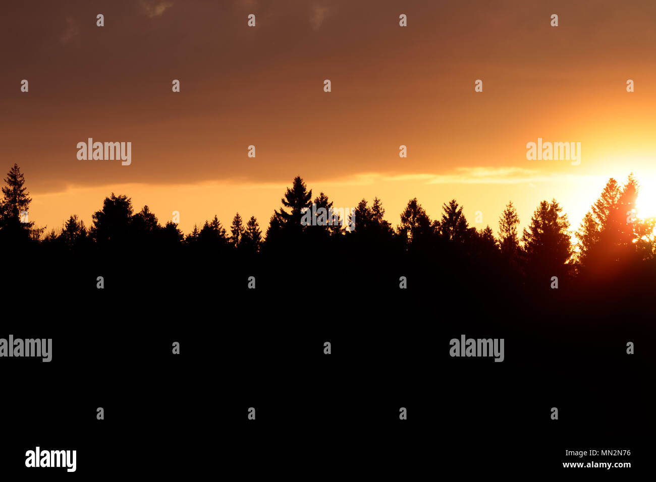 forest trees on sunset background Stock Photo - Alamy