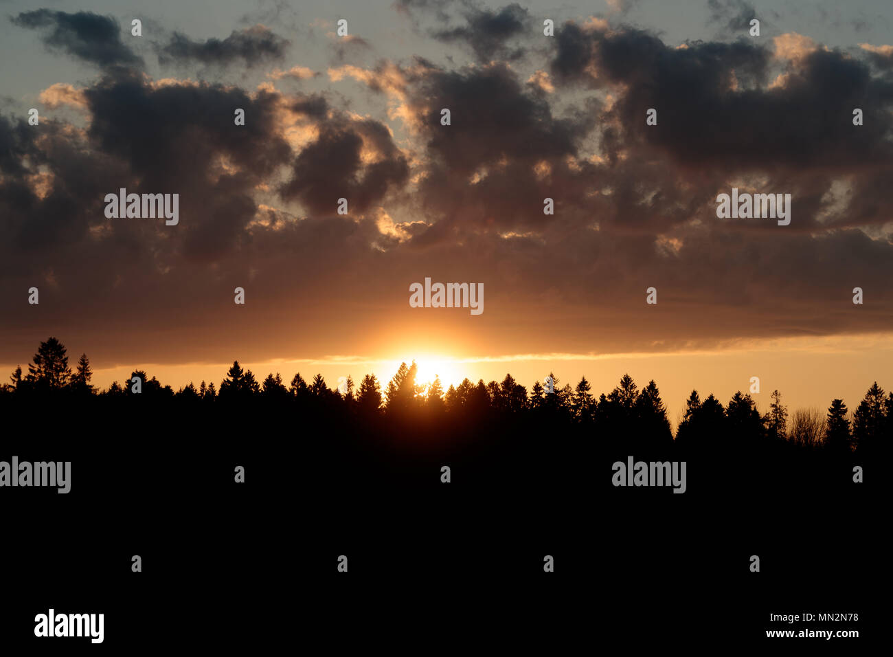 forest trees on sunset background Stock Photo - Alamy