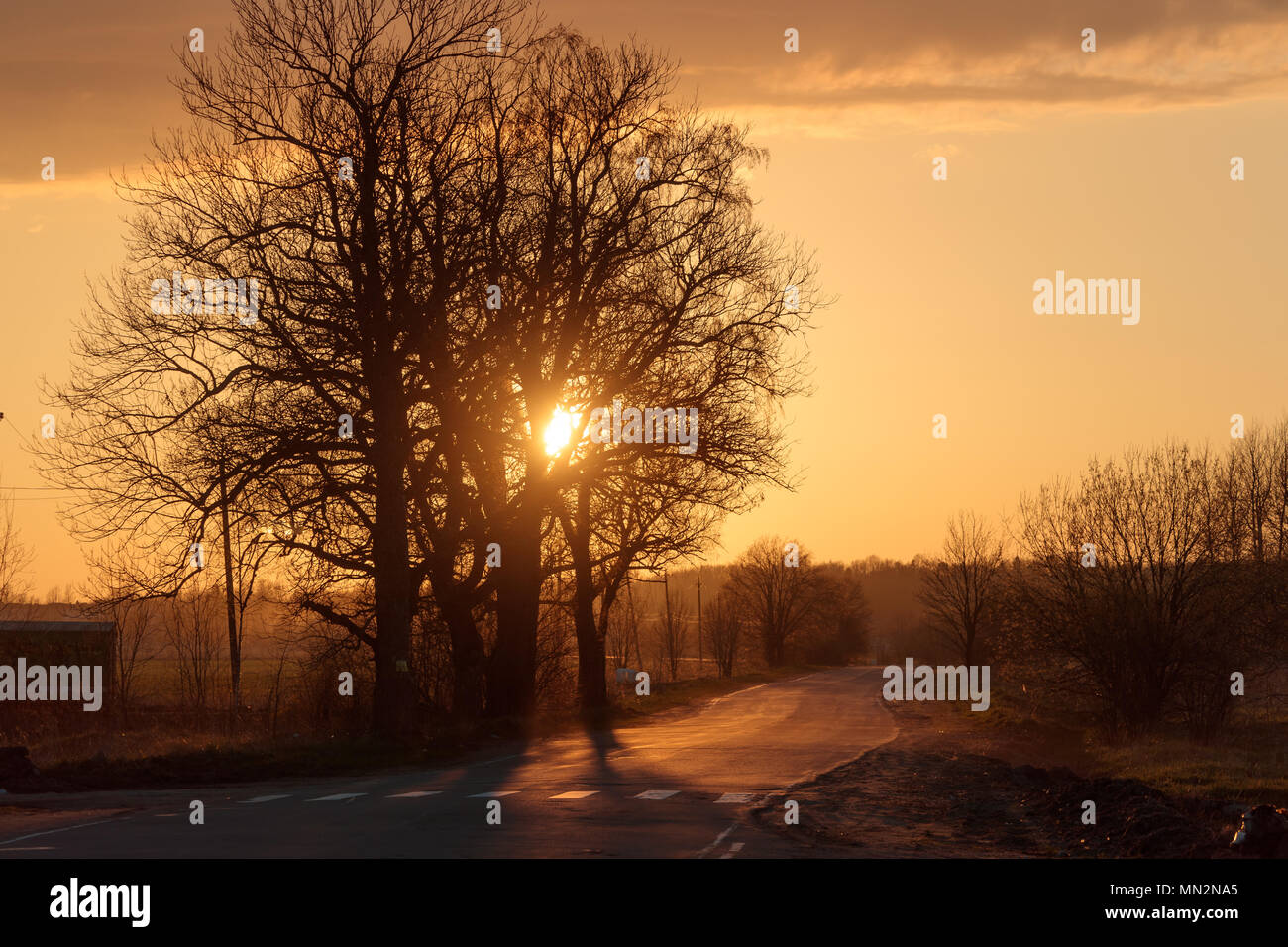 dry trees on the road and the sun shines through them in the evening ...