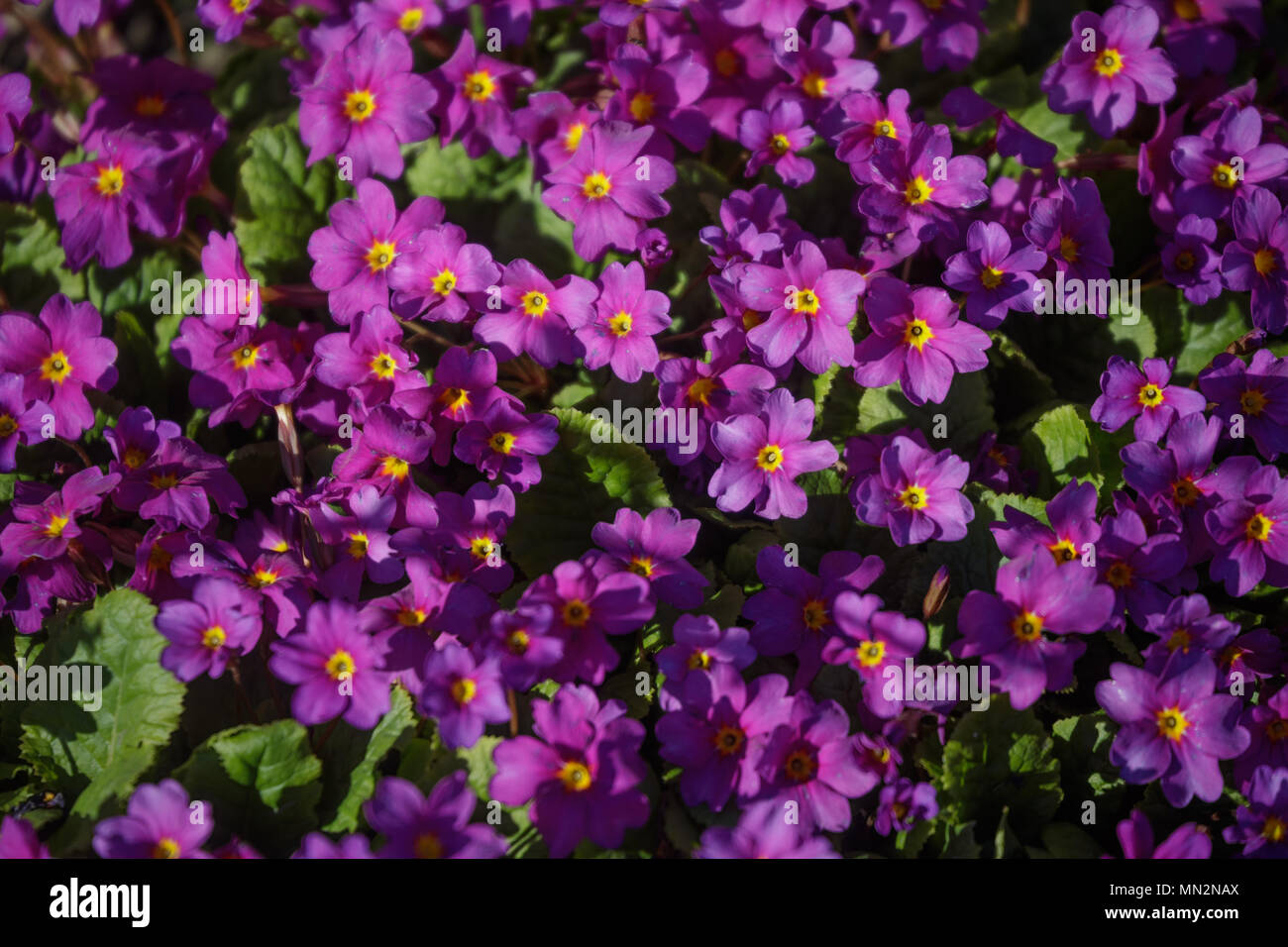 Wallpaper flowers image hi-res stock photography and images - Alamy