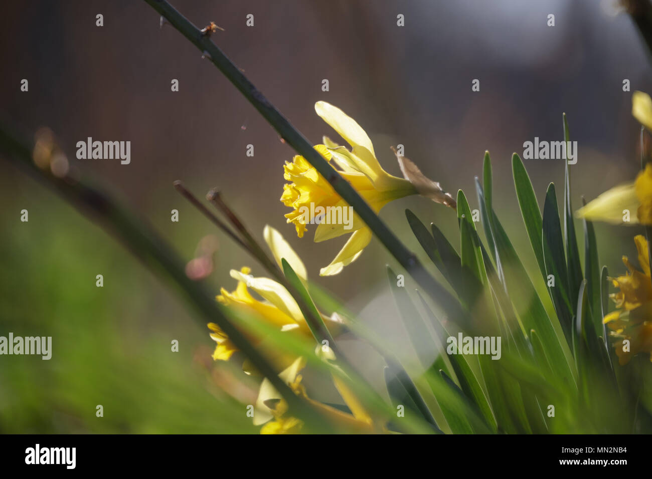 Early colors hi-res stock photography and images - Alamy