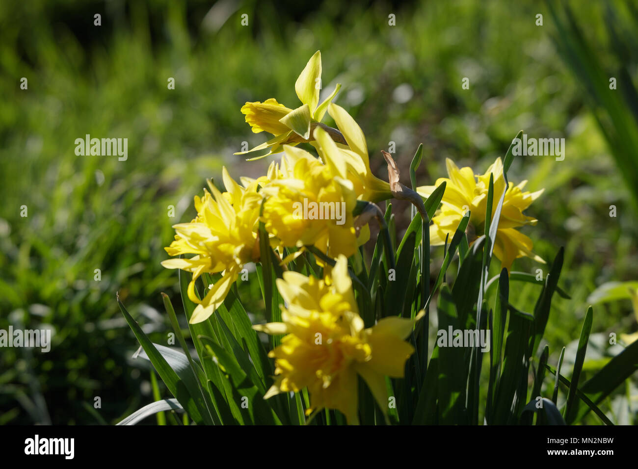 Early colors hi-res stock photography and images - Alamy