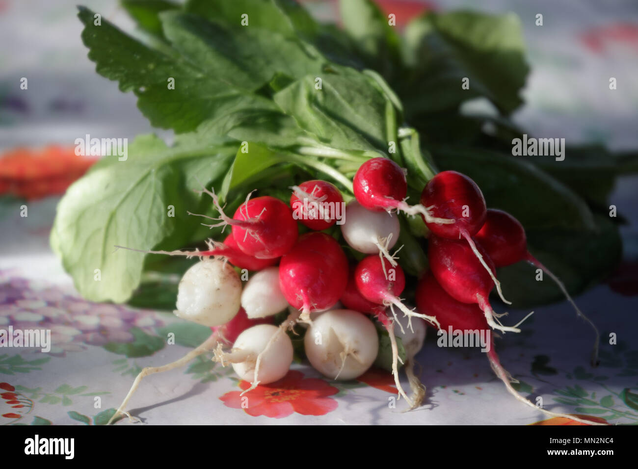bunch of red radishes with stems Stock Photo - Alamy