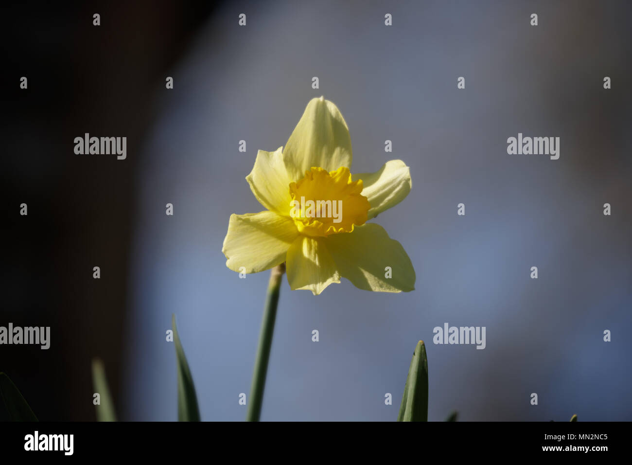 Daffodil picture hi-res stock photography and images - Alamy