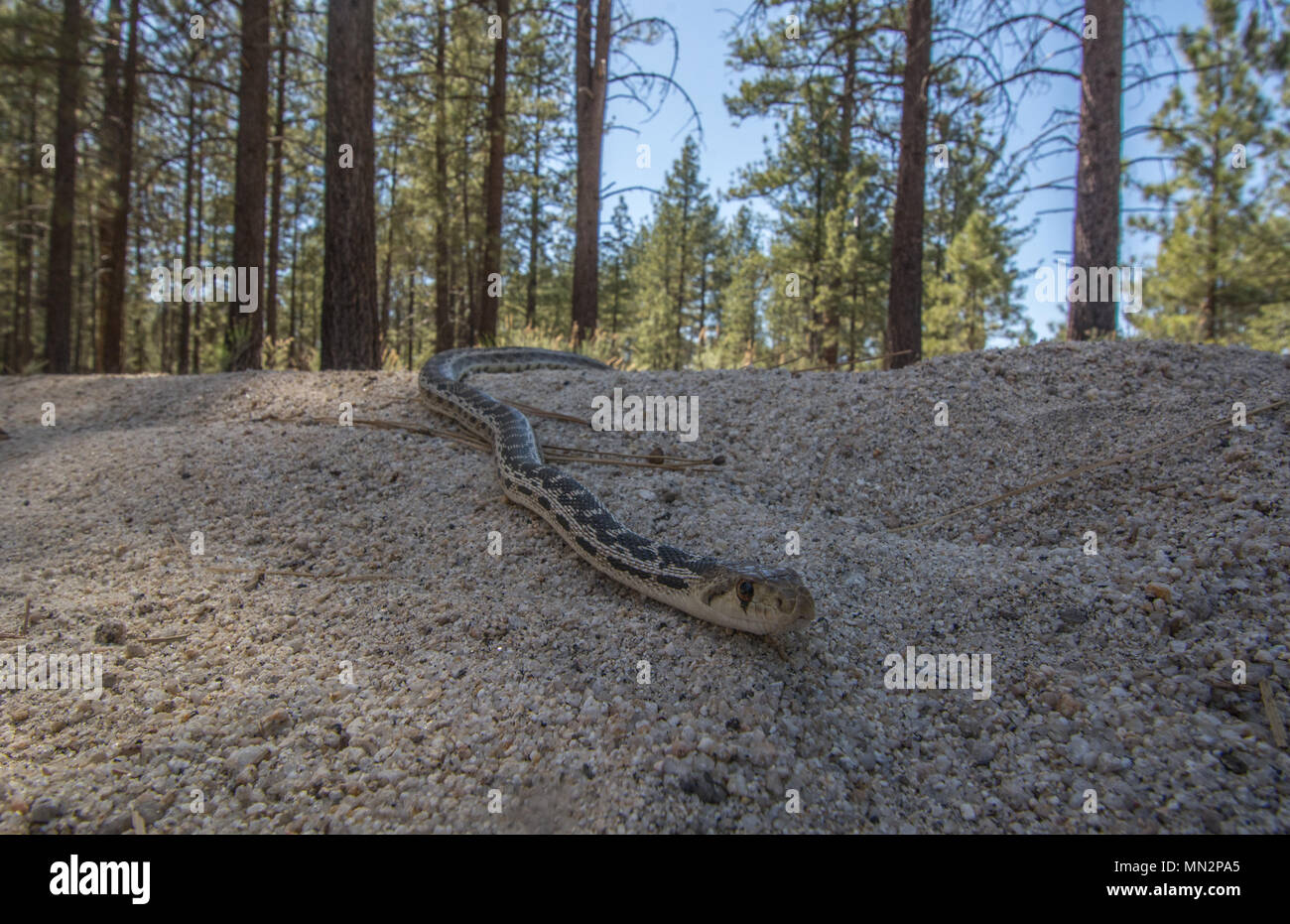 San Diego Gophersnake (Pituophis catenifer annectens) from the Sierra ...