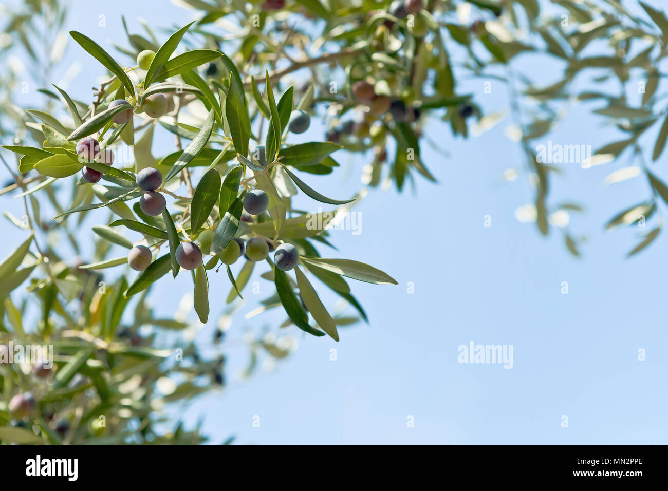 Olives on olive tree in autumn. Season nature image Stock Photo - Alamy