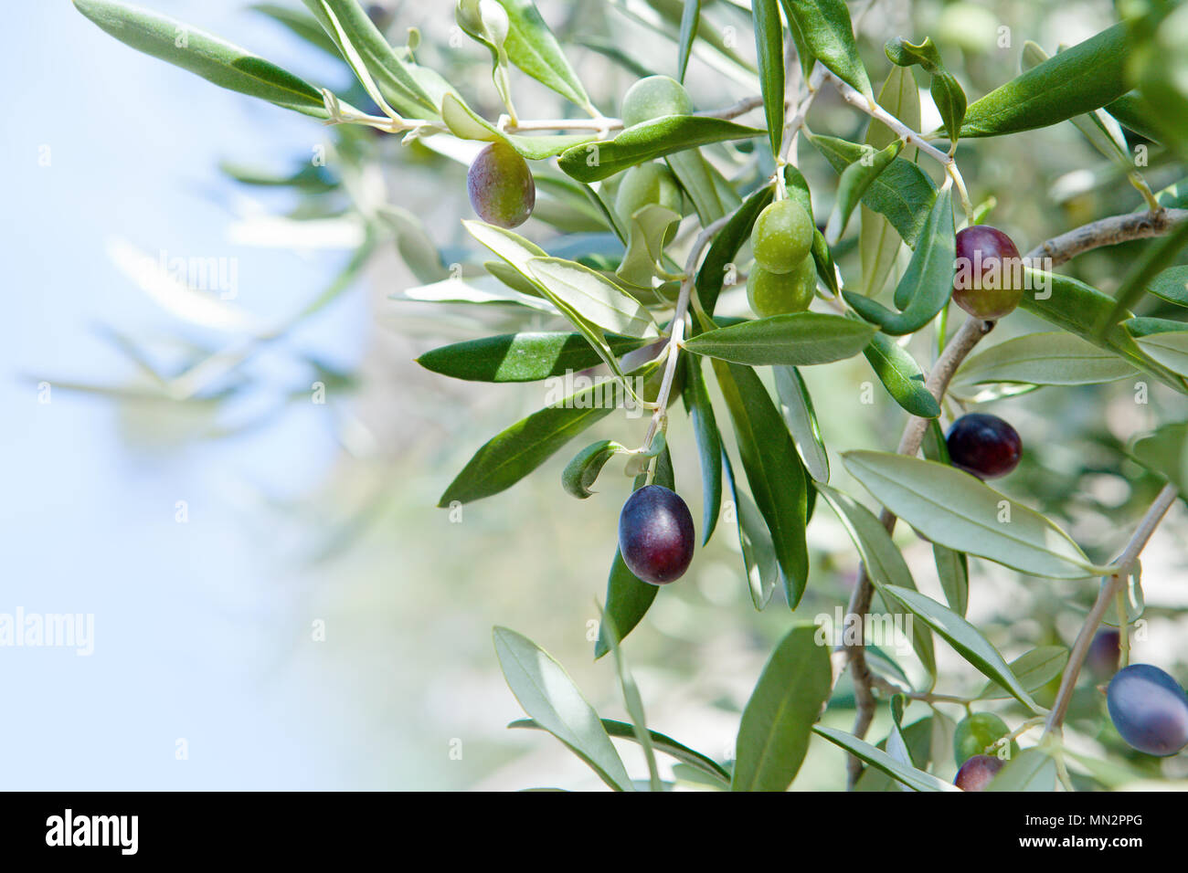 Olives on olive tree in autumn. Season nature image Stock Photo - Alamy