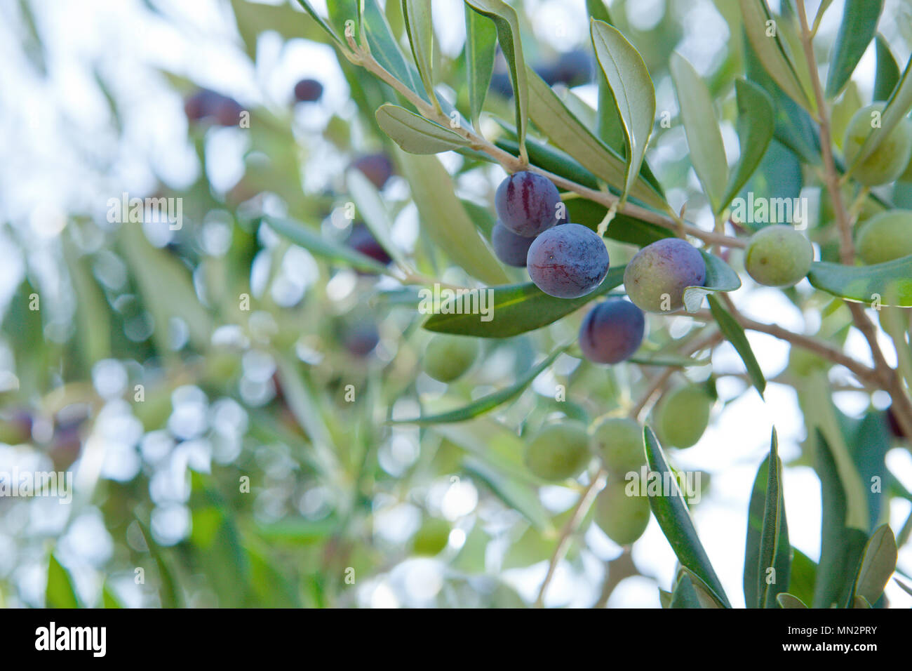 Olives on olive tree in autumn. Season nature image Stock Photo - Alamy