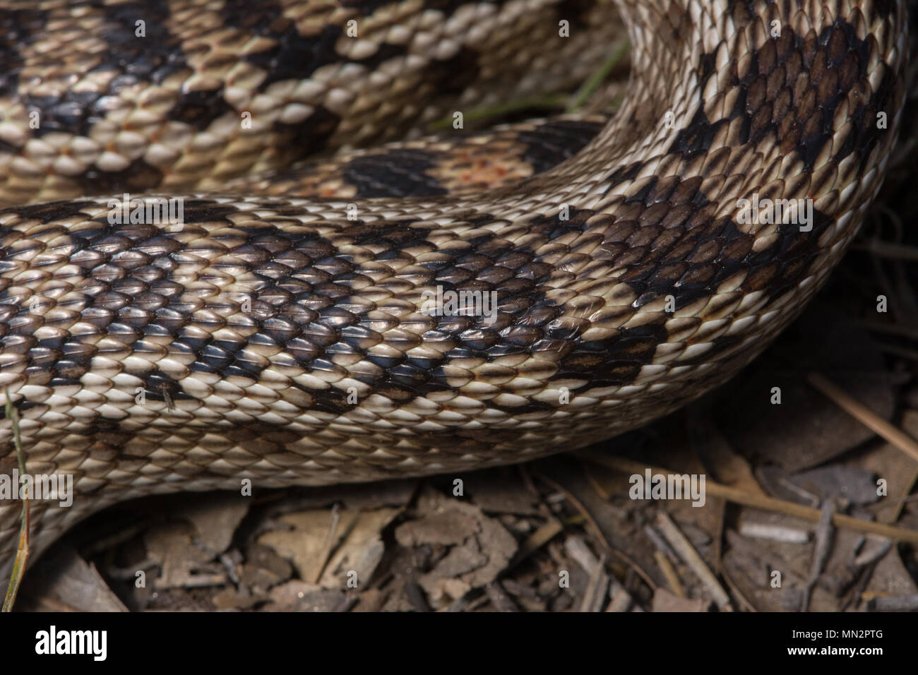 San Diego Gophersnake (Pituophis catenifer annectens) from the Sierra ...