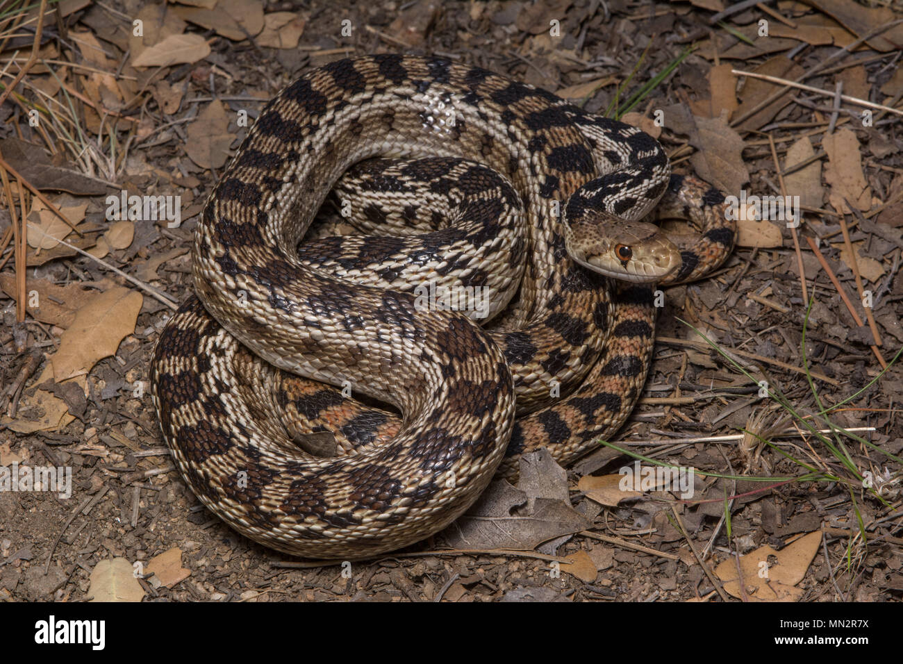 San Diego Gophersnake (Pituophis catenifer annectens) from the Sierra ...