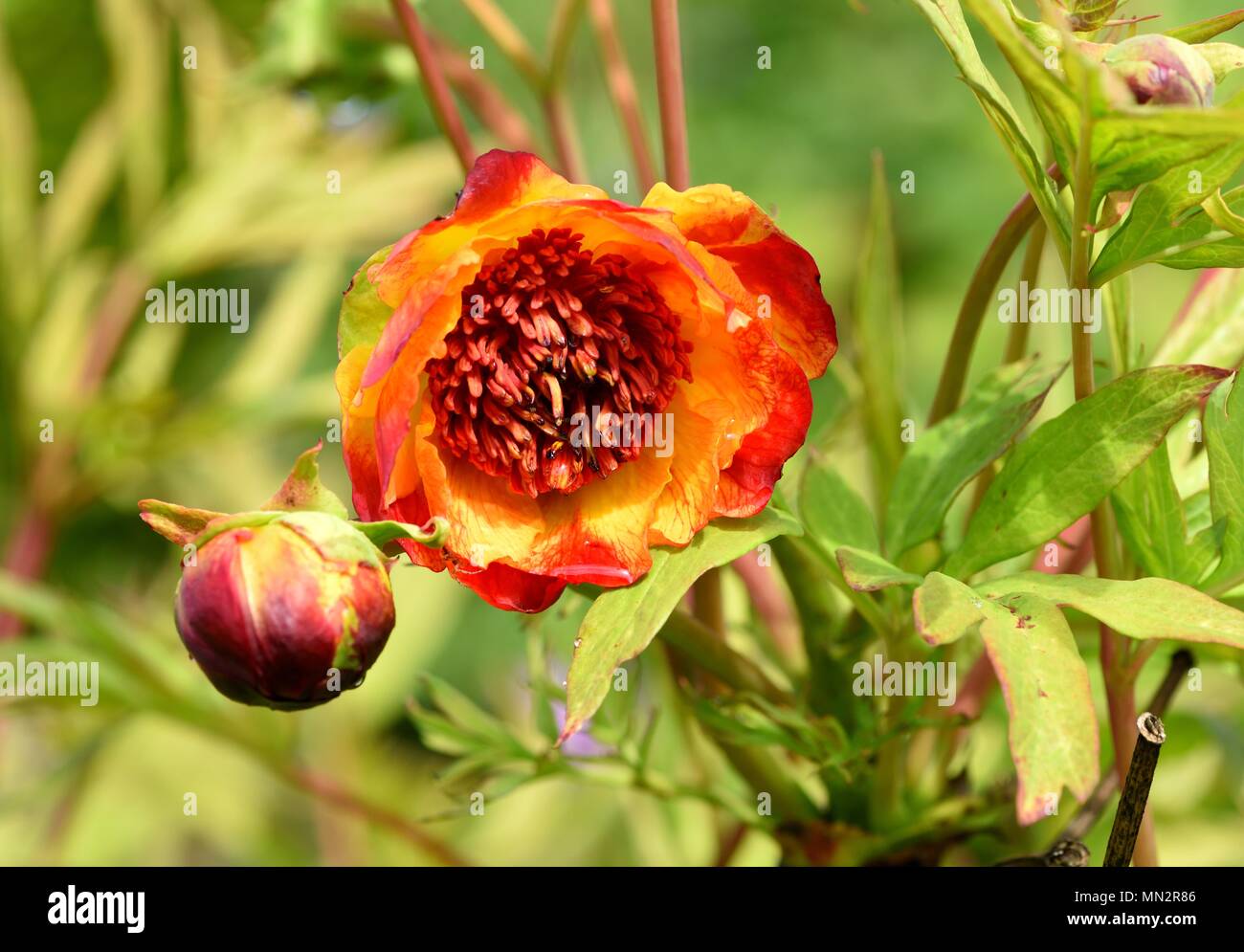 Tree peony flower hi-res stock photography and images - Alamy
