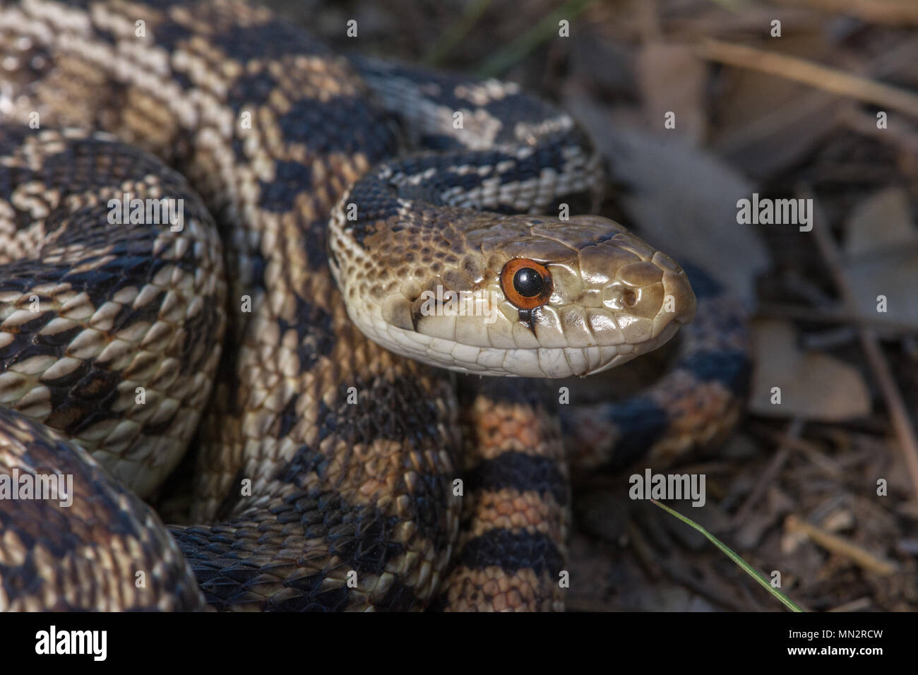 San Diego Gophersnake (Pituophis catenifer annectens) from the Sierra ...